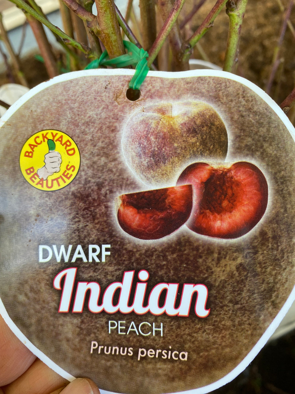 Dwarf Indian Peach – Twin Hives