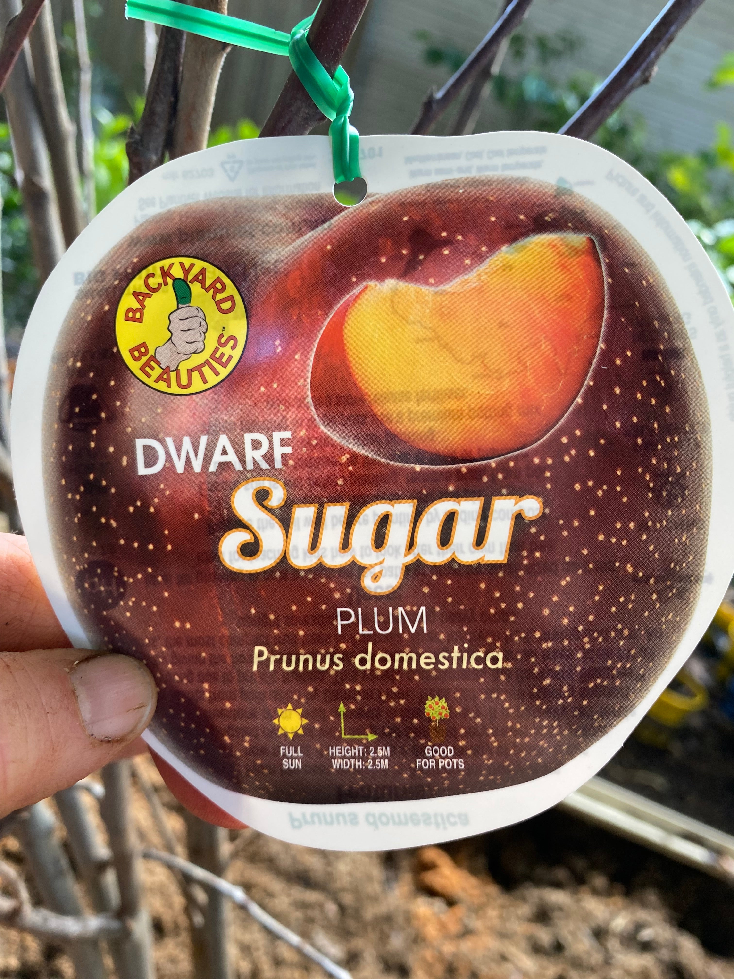 Dwarf Sugar Plum – Twin Hives